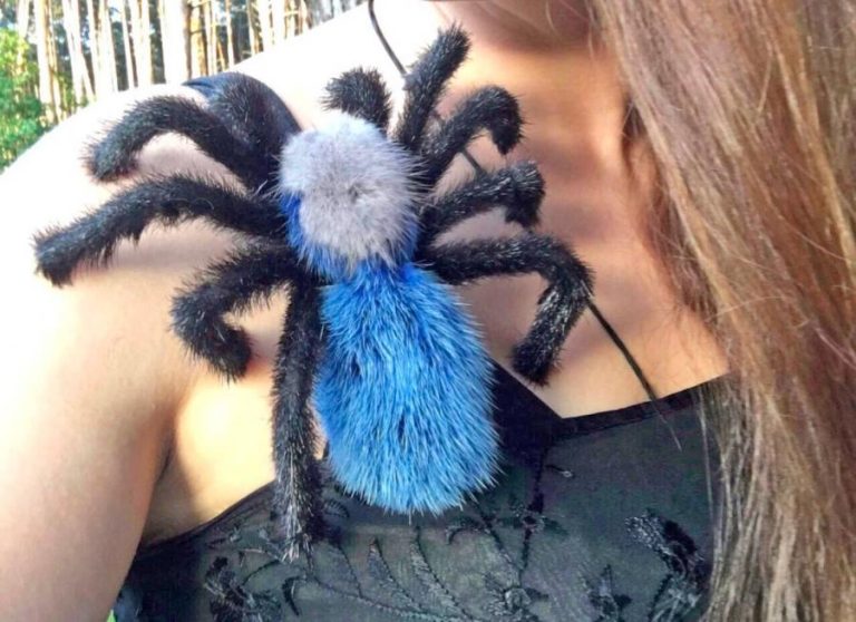 The Ultimate Giant Tarantula Spider Pillow: Your Go-To Prank or Napping ...