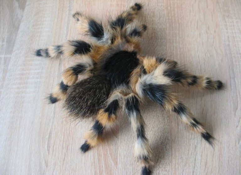 The Ultimate Giant Tarantula Spider Pillow: Your Go-To Prank or Napping ...