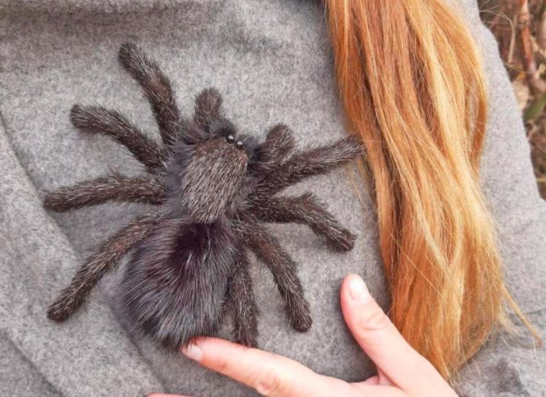 The Ultimate Giant Tarantula Spider Pillow: Your Go-To Prank or Napping ...