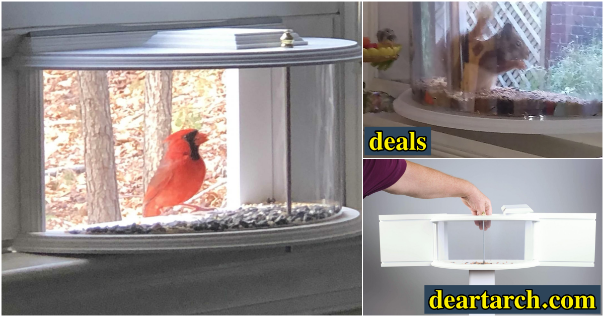Bringing Nature Indoors: The Innovative Window Sill Bird Feeder - DEARTARCH